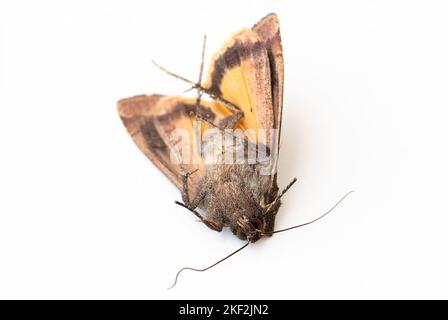 Close up of dead deadly moth isolated on white background Stock Photo ...