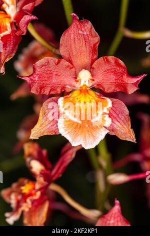 Oncidium orchids were first officially described by Olaf Swartz, a ...