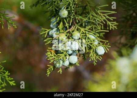 Fruits of Juniperus californica tree Stock Photo - Alamy