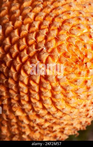 Cycas circinalis, also known as the Queen Sago Palm, is a species of ...