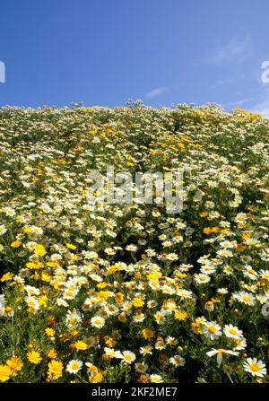 Field of daisies and wildflowers in California USA Stock Photo - Alamy