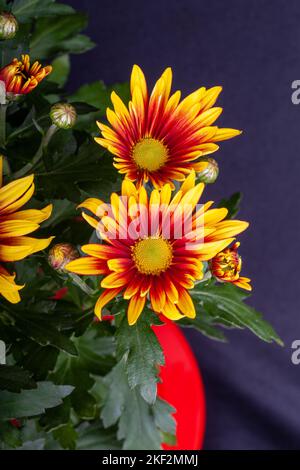 They produce large, daisy-like composite flowerheads in brilliant ...