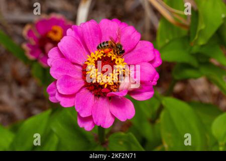 Gerbera species are tufted, caulescent, perennial herbs, often with ...