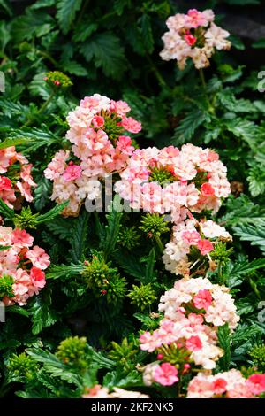 Orange verbena flower growing in the garden Stock Photo - Alamy