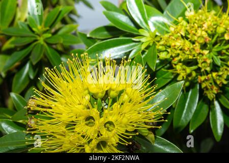 Xanthostemon chrysanthus, the golden penda or first love, is a species ...