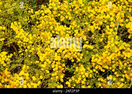 The Golden Wattle (Acacia pycnantha) is Australia's official floral ...