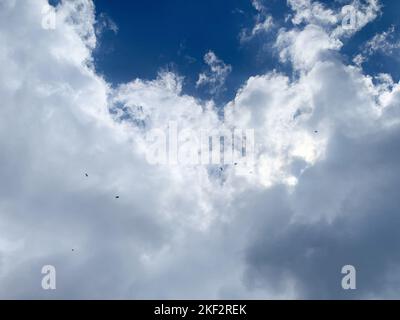 pacific missile range, PMRF, Sailors, Sea turtle Stock Photo - Alamy