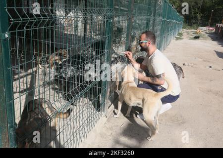 Animal lover man feeds the dogs at the animal shelter in Istanbul ...