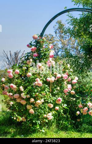Bush rose flower Pierre de Ronsard. Pink and white roses Eden Rose 85 ...