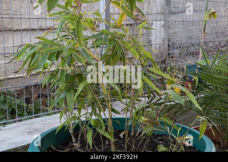 A potted phyllostachys bamboo with tiny shoots in autumn. Concept for ...
