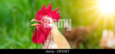 Portrait von einem Hahn Stock Photo - Alamy