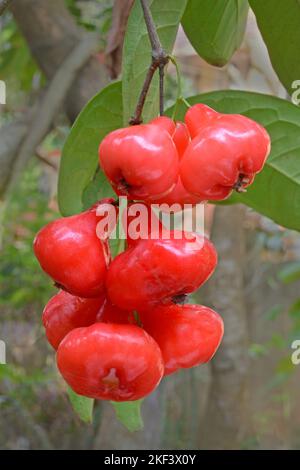 Java Apple On Tree, close up of tropical fruit Stock Photo - Alamy