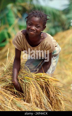 Burkina Faso. A girl is harvesting rice Stock Photo - Alamy