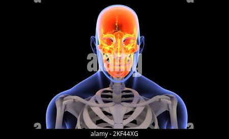An anatomy of the human body, its bones and shell on a black background ...