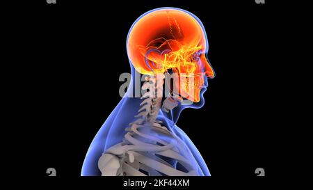 An anatomy of the human body, its bones and shell on a black background ...