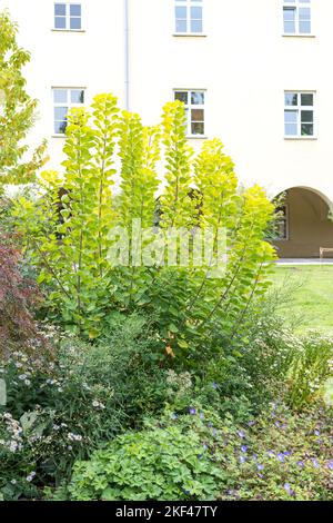 Cotinus coggygria 'ancot' - golden spirit smoke tree Stock Photo - Alamy