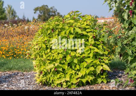 Buntdachblume (Leycesteria formosa GOLDEN LANTERNS Stock Photo - Alamy