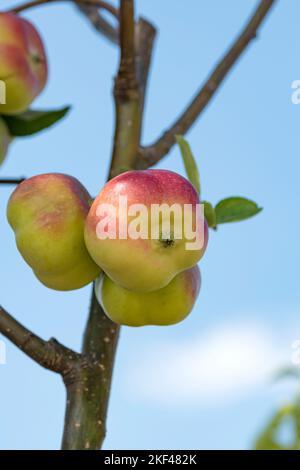apple (Malus domestica 'Api Étoilé', Malus domestica Api Étoilé ...