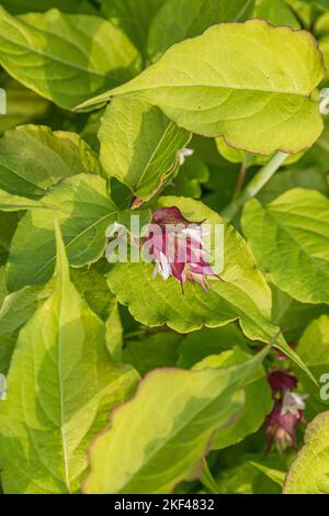 Buntdachblume (Leycesteria formosa GOLDEN LANTERNS Stock Photo - Alamy
