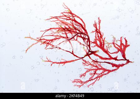 Red algae branch and air bubbles in the water. Skin care investigation ...