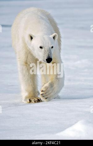 Polarbär, (Ursus maritimus), Eisbär, Packeis, Nahrungssuche ...