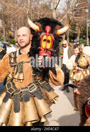 Male Kukeri dancer carrying his large mask at the traditional annual ...
