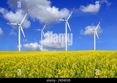 Windräder im Rapsfeld, Sommer, blauer Himmel und Cumuluswolken ...