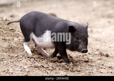 Mini-Schwein, Kleinschweinrasse, Schweine, Tierkinder, kleinwüchsige ...