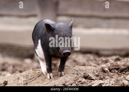 Mini-Schwein, Kleinschweinrasse, Schweine, Tierkinder, kleinwüchsige ...