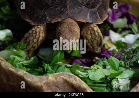 The high-angle view of an African spurred tortoise eating greens from a ...