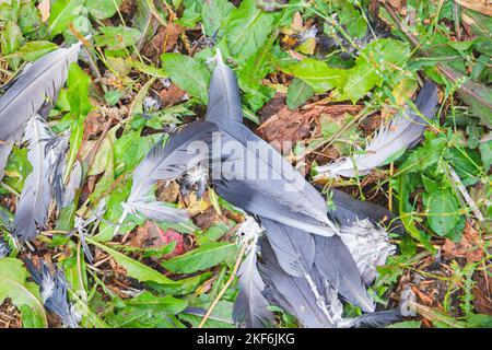Bird feathers on grass. Remains of bird after attack. Disheveled ...