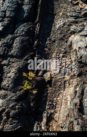 Photograph of a tree mold, where lava cooled on the bark of a downed ...