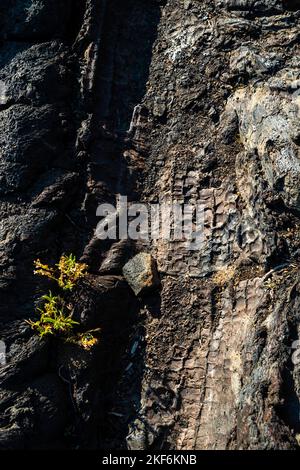 Photograph of a tree mold, where lava cooled on the bark of a downed ...