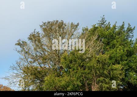 Dying yew tree at Newlands Corner in the Surrey Hills, England, UK ...