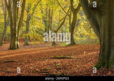Beech woodlands at Sheepleas Nature Reserve in the North Downs, Surrey ...