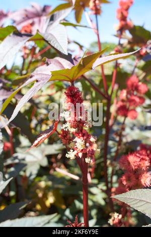 Detail of sweetgum tree with sweet gum balls in the garden. Summer and ...