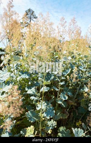 Flowers of macleaya microcarpa in the garden. Summer and spring time ...