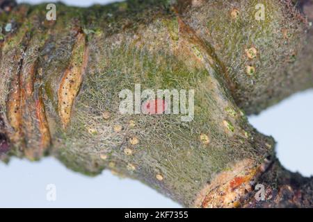 European fruit lecanium scale insect Parthenolecanium corni, female ...