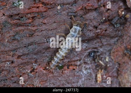 The larva of a beetle of the family Staphylinidae, rove beetles under ...
