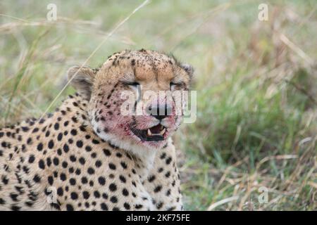 Head of a cheetah (Acinonyx jubatus), which has just eaten and has the ...