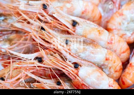 Fresh live spot prawn Stock Photo - Alamy