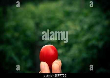 The hand of a farmer with Italian red tomatoes on the blurred green ...