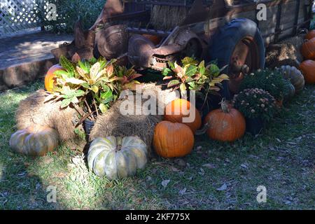 Pumpkins and a tractor in the garden Stock Photo - Alamy