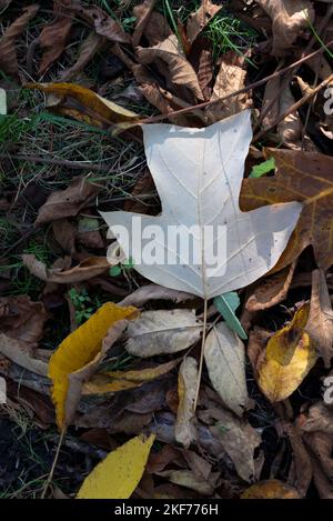 Autumn leaves of a tulip tree, under-surface Stock Photo - Alamy