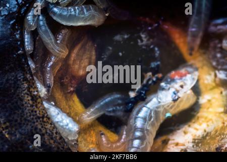 Eggs and fly larvae (pinkie) in fish eye. Larva uses pus or decomposing ...