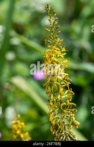Close up of ligularia przewalskii flowers in bloom Stock Photo - Alamy
