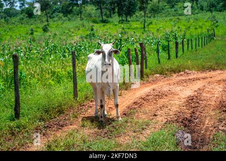 Indu-Brasil beef cattle in farm yard Stock Photo - Alamy