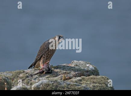 Peregrine falcon eating its prey Stock Photo - Alamy