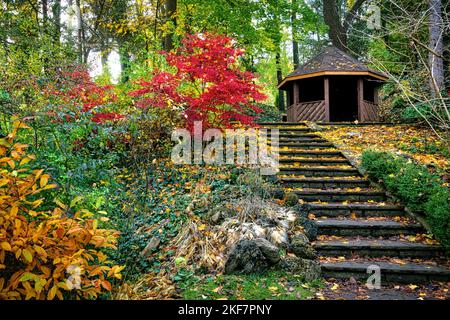 Footpath lead to the canopy. Autumn leaf colour in October in a public ...
