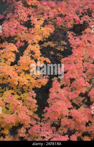 Canyon or Bigtooth Maple (Acer grandidentatum) Autumn color, Zion ...
